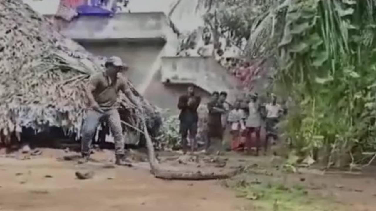 king-cobra-in-anakapally-ntv