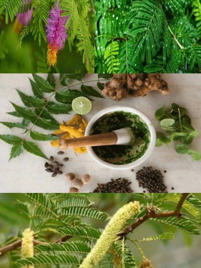 జమ్మి చెట్టుతో ఇన్ని లాభాలా..? తెలిస్తే వదలరుగా… – NTV Telugu