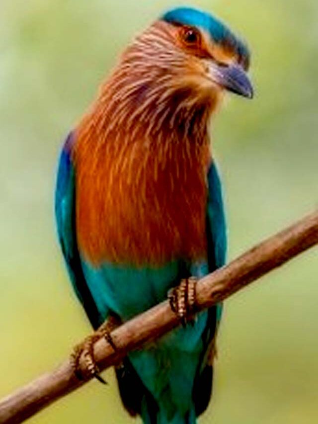 ImportancePalapitta: ద‌స‌రా రోజు పాలపిట్టను ఎందుకు చూడాలి? – NTV Telugu