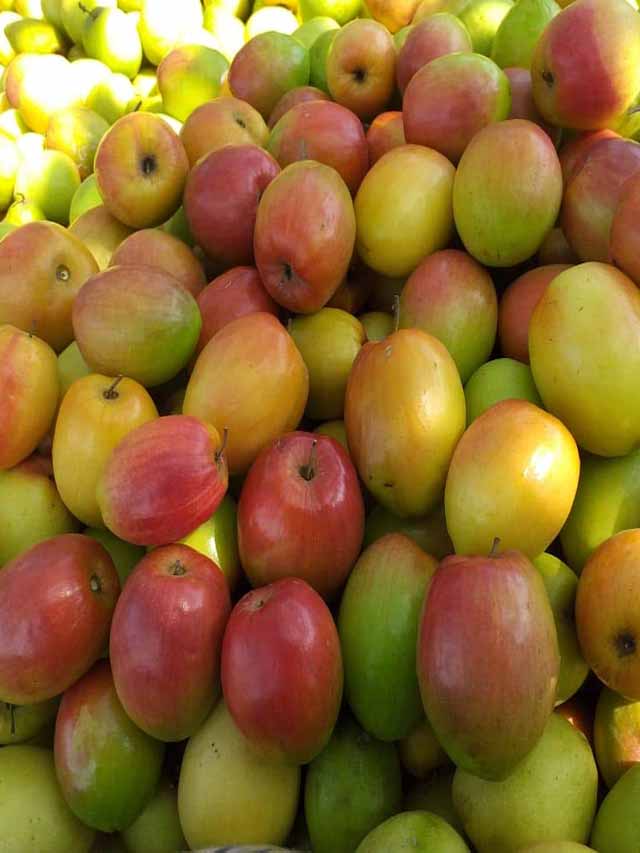 చలికాలంలో రేగు పండ్లు తింటే ఇన్ని ప్రయోజనాలా! – NTV Telugu