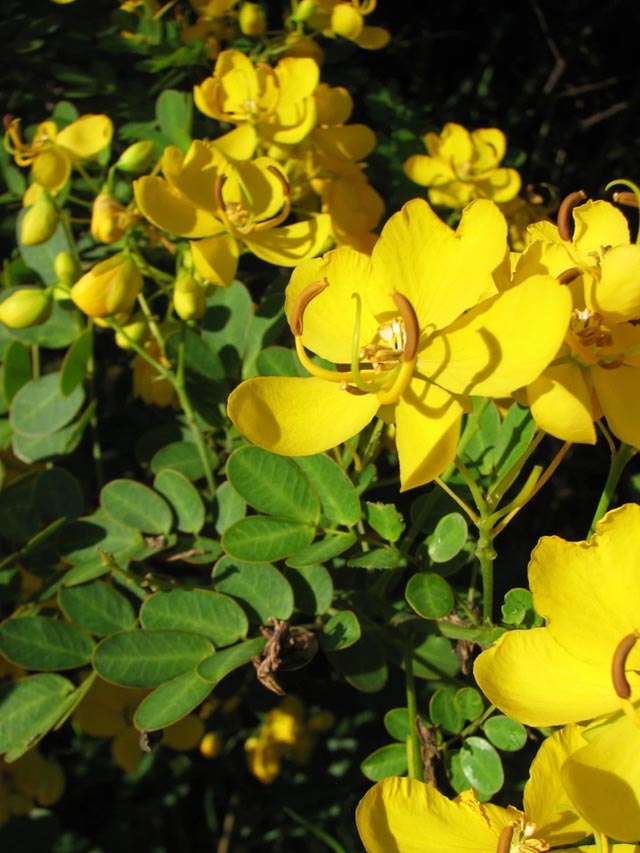 Tangedu Tree: తంగేడు చెట్టు.. ఔషధ గుణాల నిధి.. ఎన్ని లాభాలో తెలుసా ...