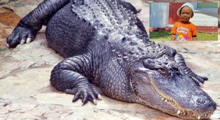 Boy Found In Alligator’s Mouth : దారుణం.. తండ్రి చేతిలో తల్లి.. మొసలి ...