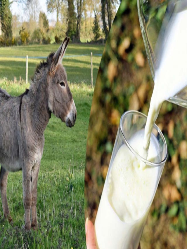 Donkey Milk: గాడిద పాలతో ఇన్ని లాభాలా? – NTV Telugu