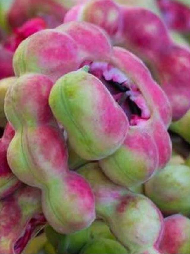 Seema Chintakaya: చీమ చింతకాయలతో ఎన్ని లాభాలో..! – NTV Telugu